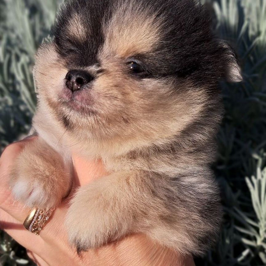 Немецкий шпиц