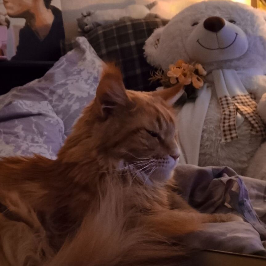 Мейн-кун, взрослый кот