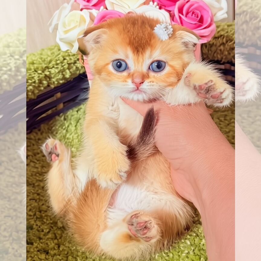 Шотландский вислоухий короткошёрстный котёнок