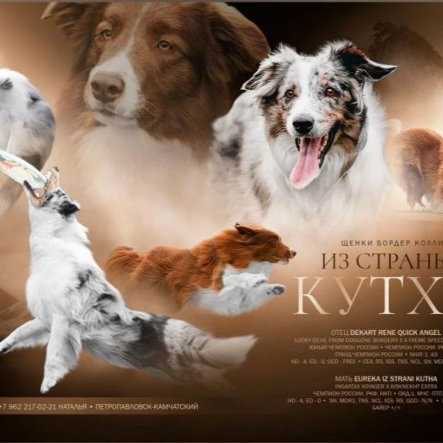 Щенки бордер колли
