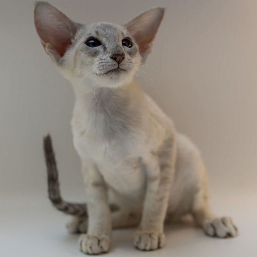 Ориентальный котёнок