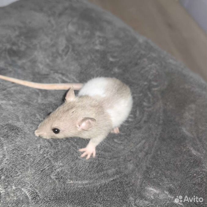 Крысята бесплатно