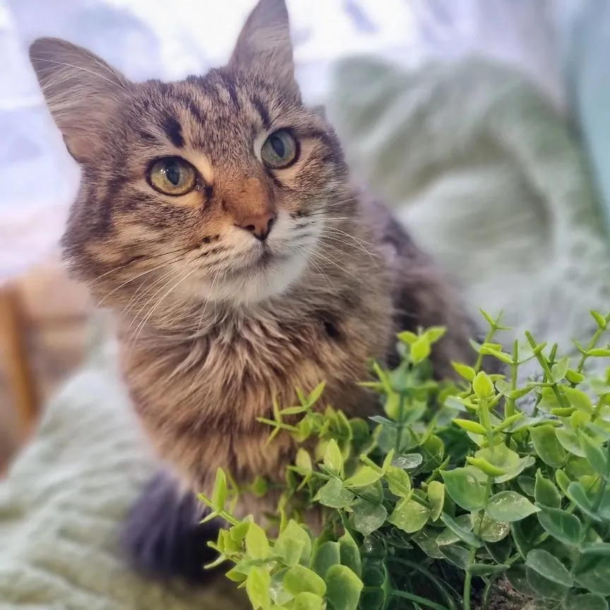 Кошка в добрые руки