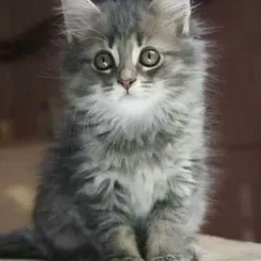 Котенок мальчик 2 месяца