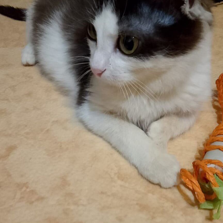 Лапушка котенок подросток