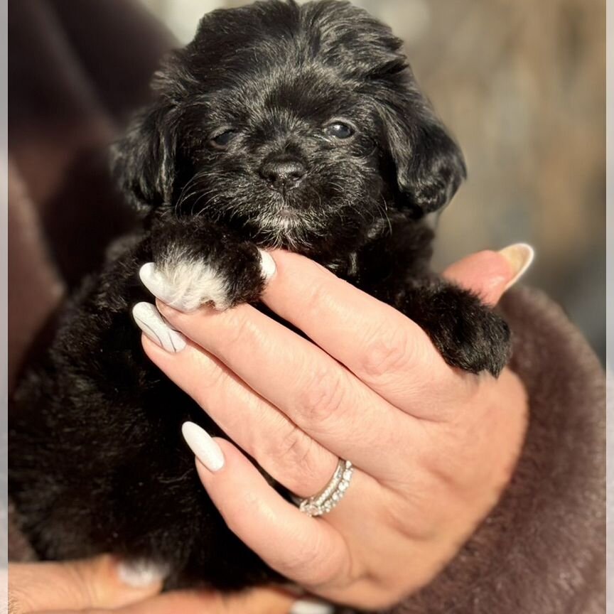 Мальтипу, щенок