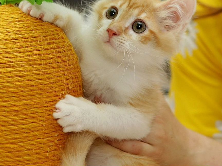 Рыжий котенок