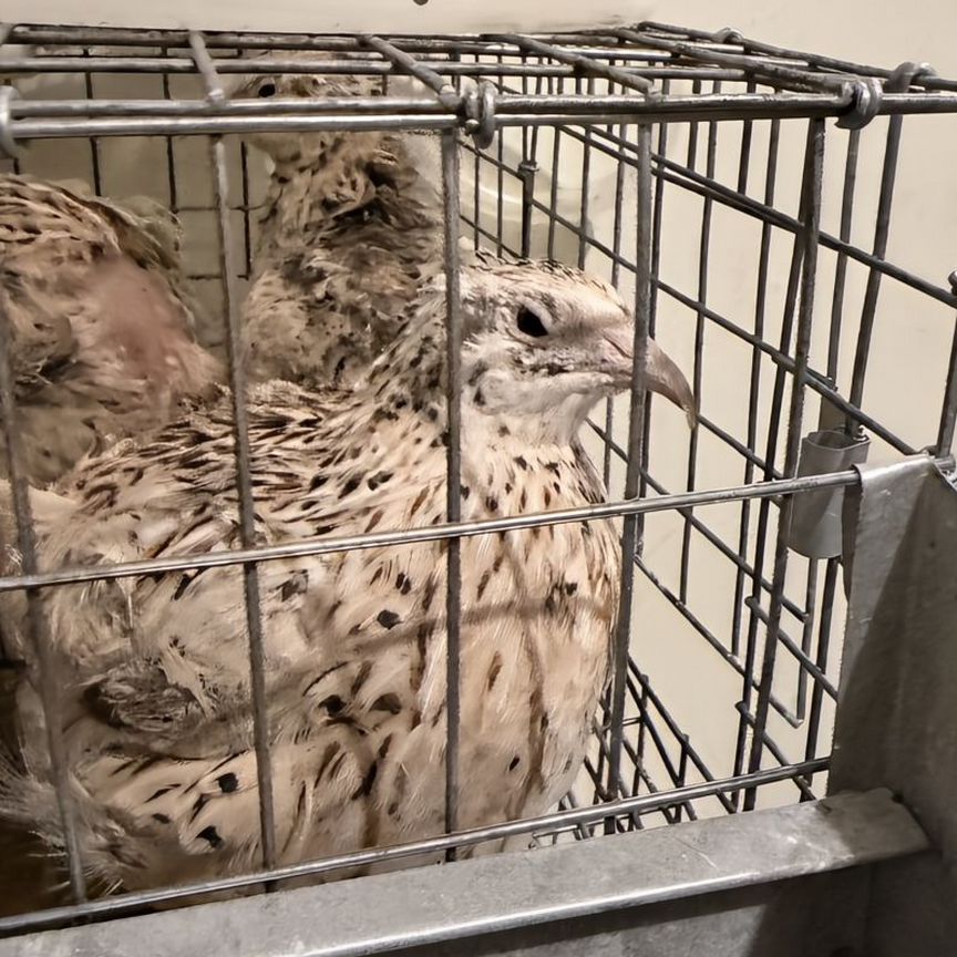 Перепела с клеткой