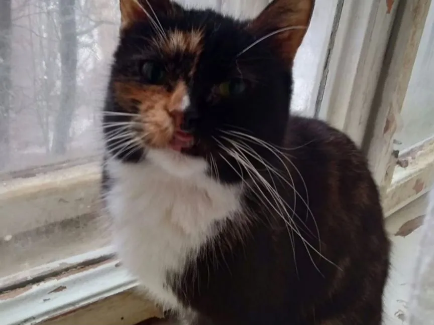 Кошка из подъезда