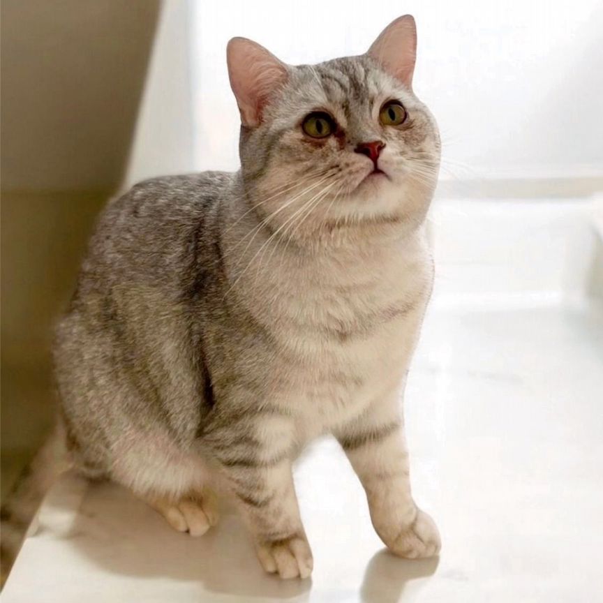 Британский котик