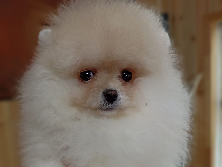 Померашки - девочки