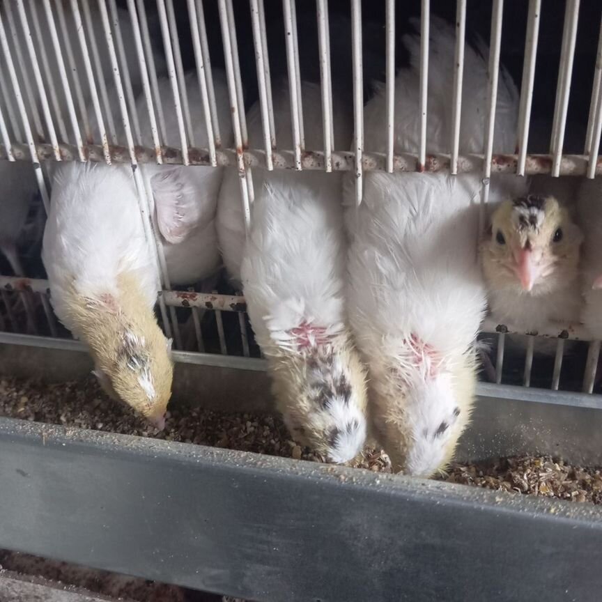 Перепела Техасские