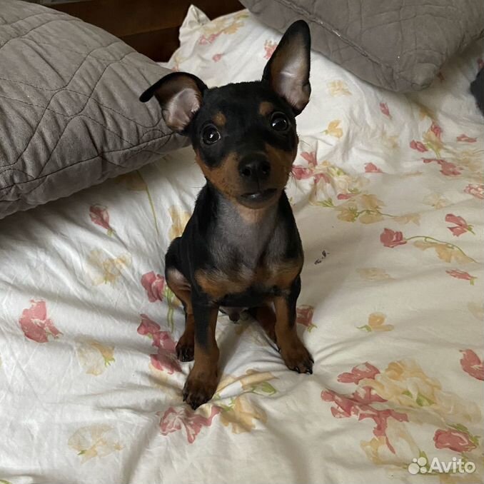 Цвергпинчер в добрые руки