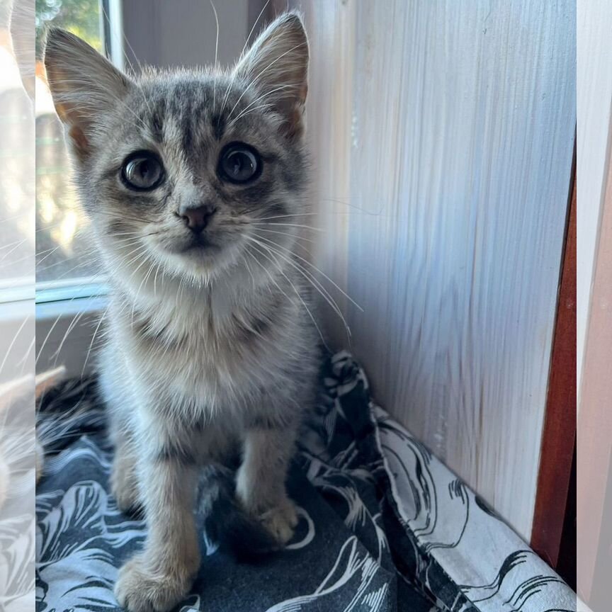 Котенок