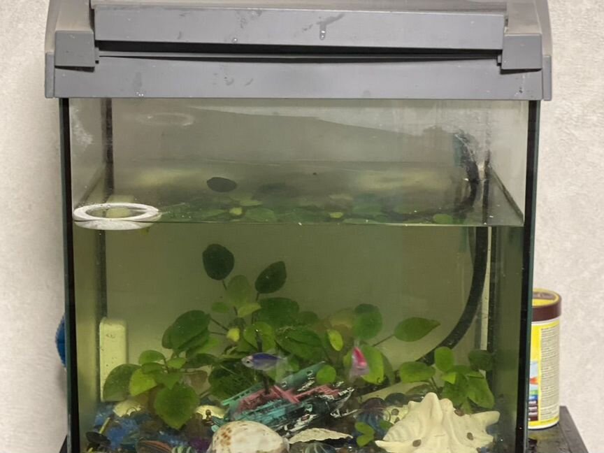 Аквариум тетра