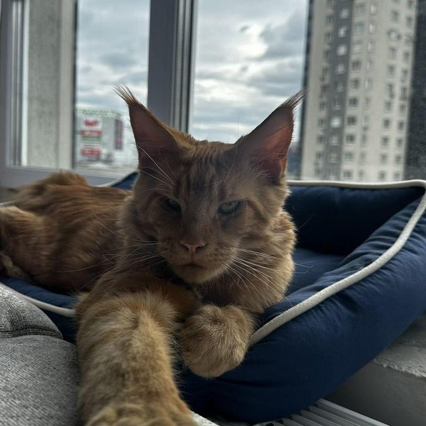 Котята мейкун вязка