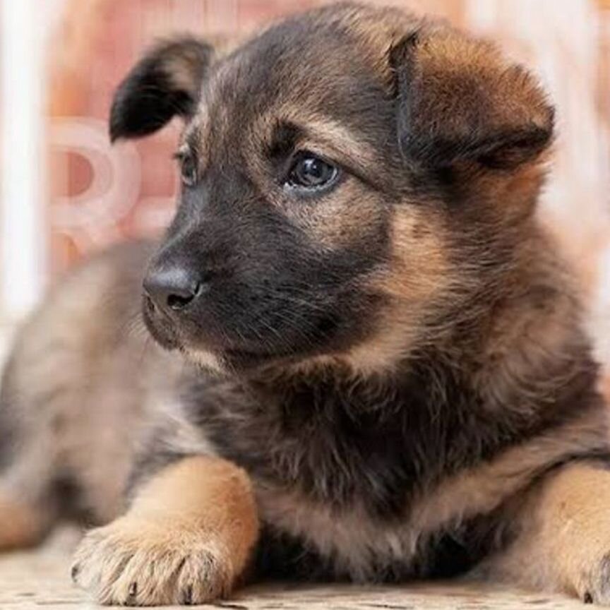 Щенок в добрые руки