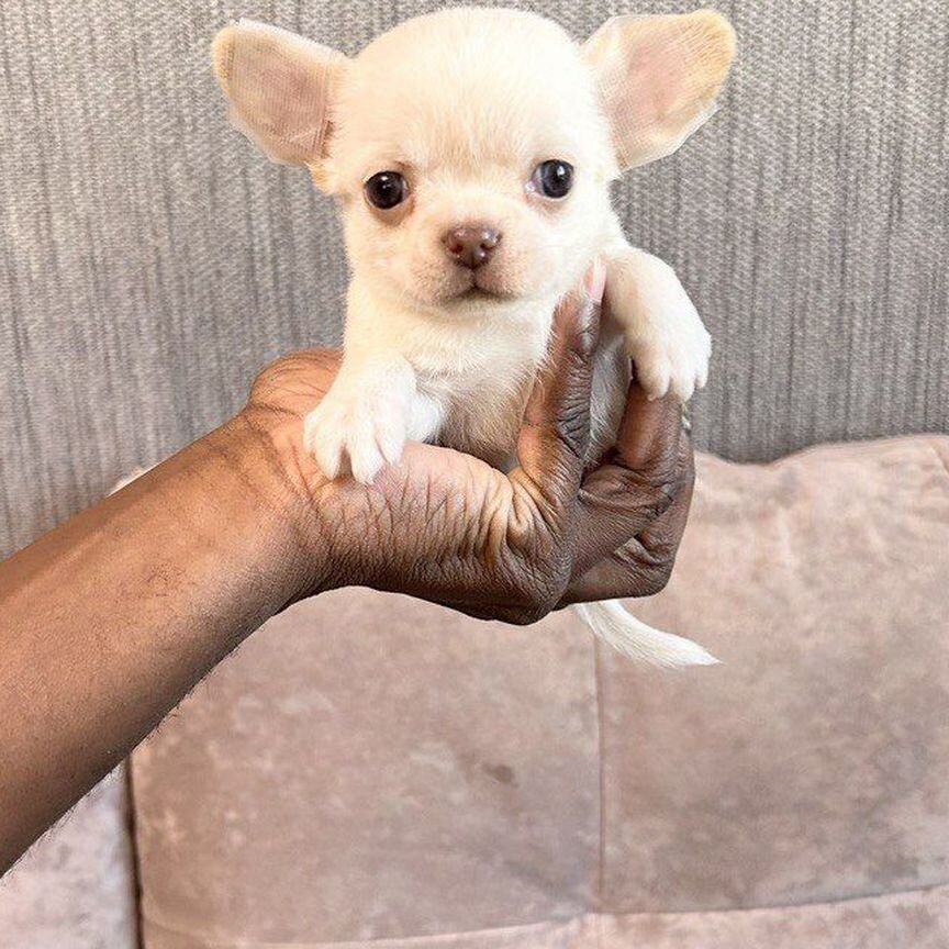 Чихуахуа, щенок