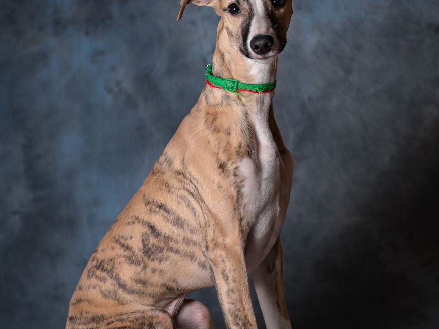 Щенки уиппета