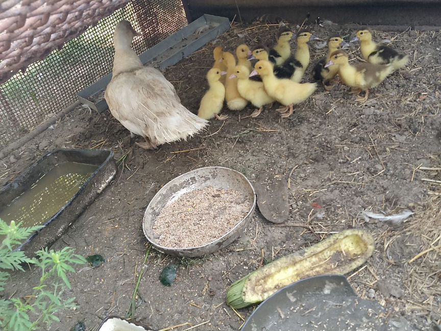 Утята шипуны