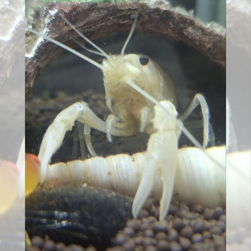 Рак аквариумный белый