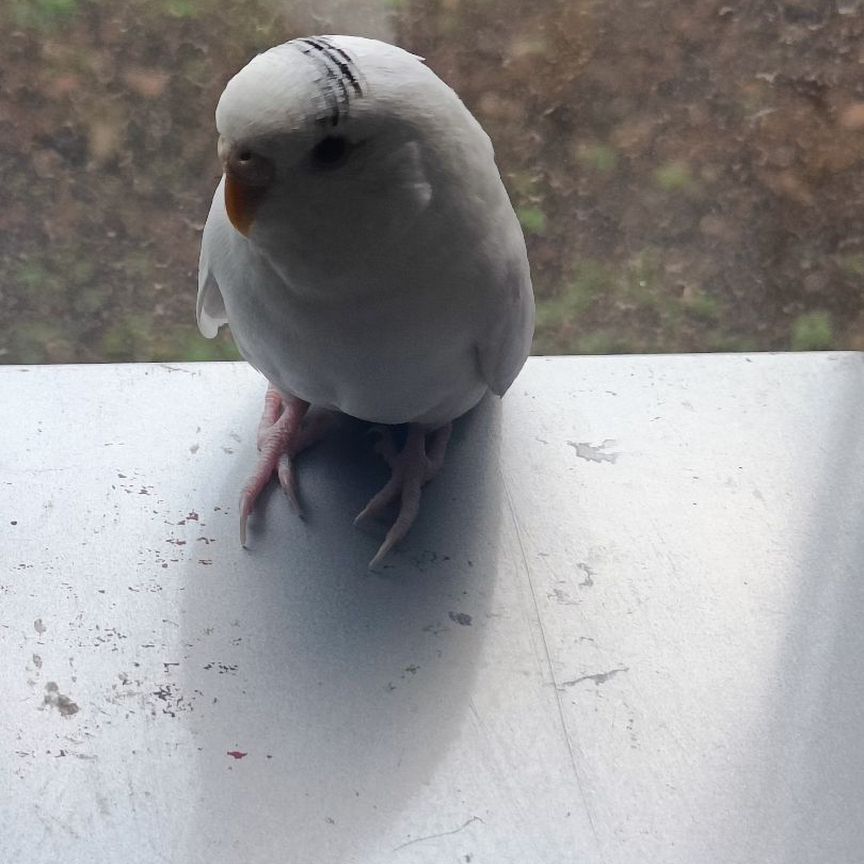 Волнистый попугай