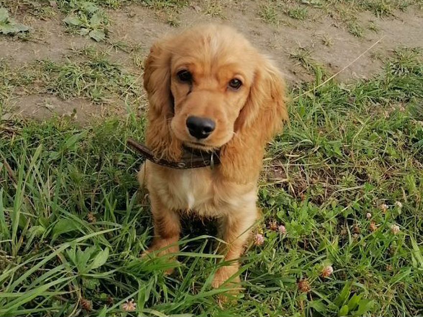 Английский кокер спаниель