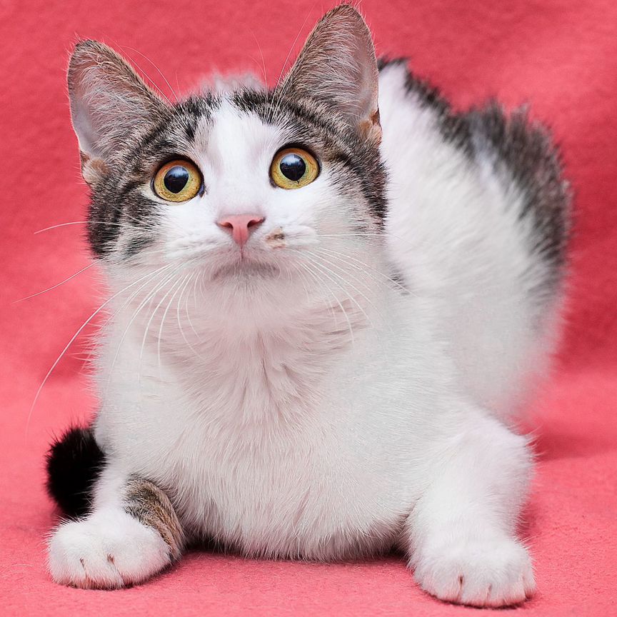 Кошечка с янтарными глазками ищет дом