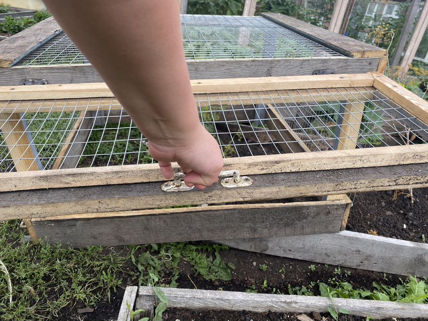 Клетка для цыплят