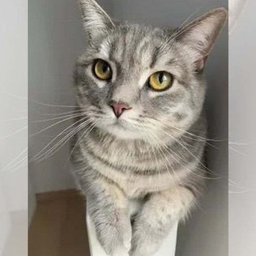 Анатолийский котёнок