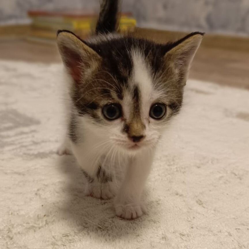 Котята в добрые руки бесплатно