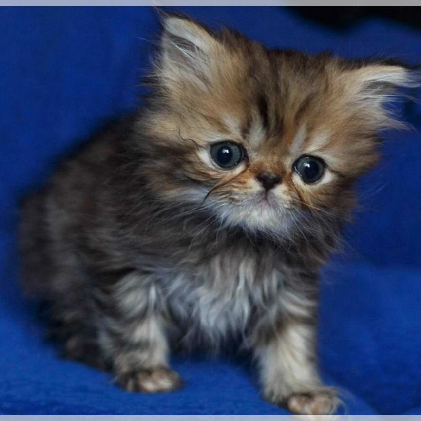 Персидская кошка вязка