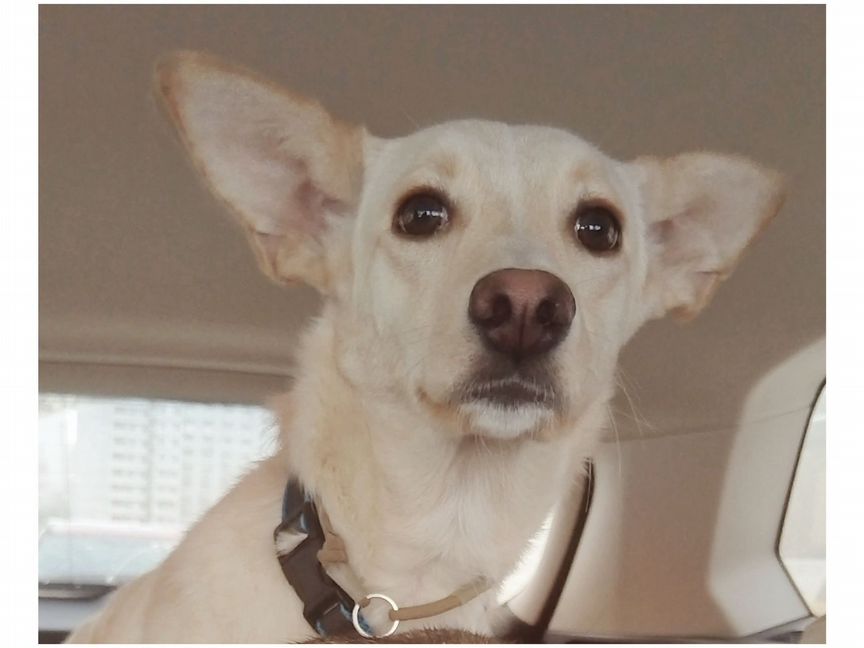 Собака из приюта ищет дом