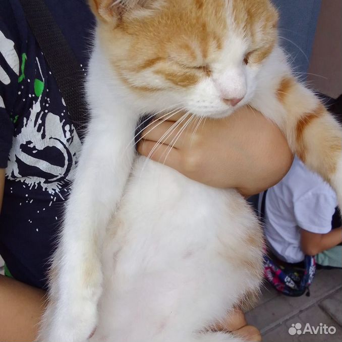 Рыжик ищет семью