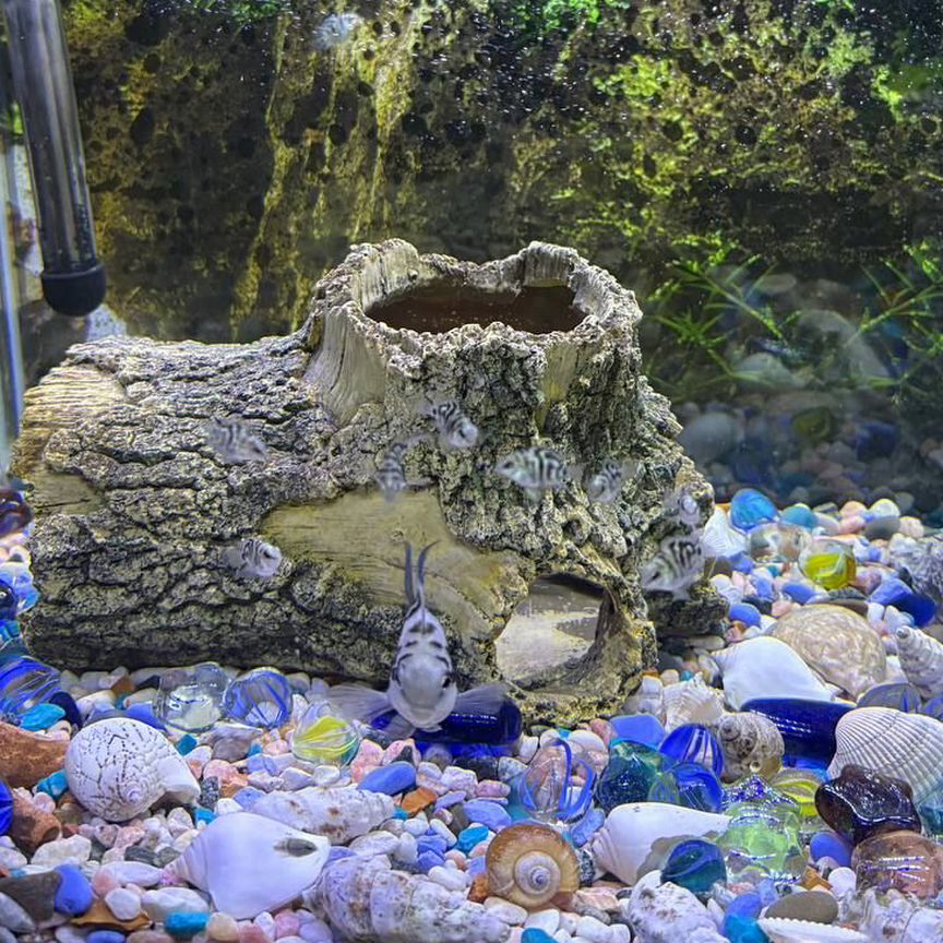 Сапфировый попугай