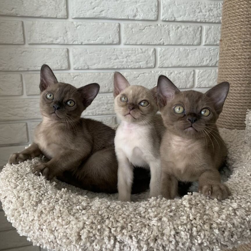 Бурманские котята