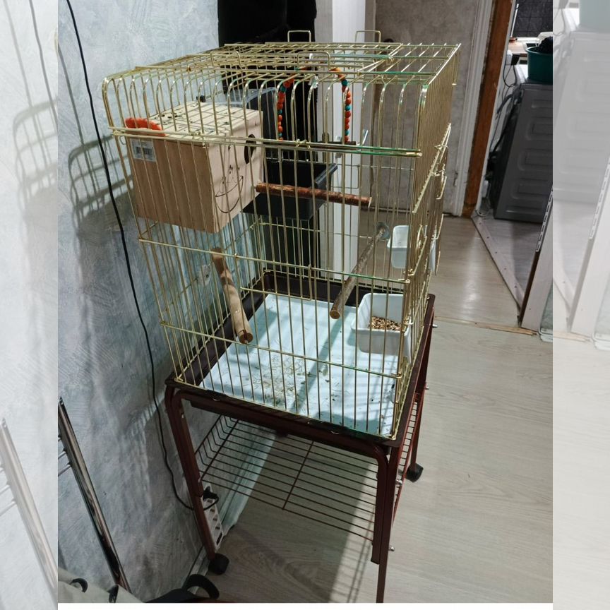 Попугаи неразлучники