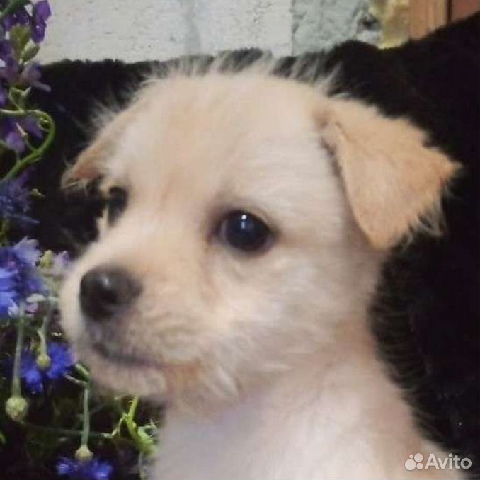 Щенулька в добрые руки