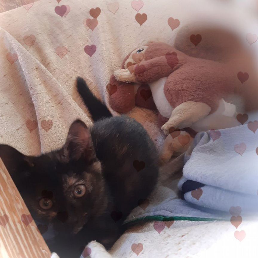 Котята в добрые руки бесплатно мальчик