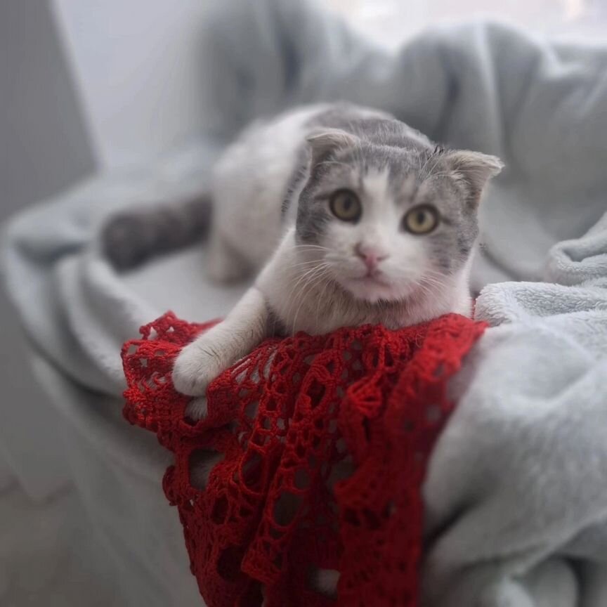 Котенок в добрые руки 7 мес