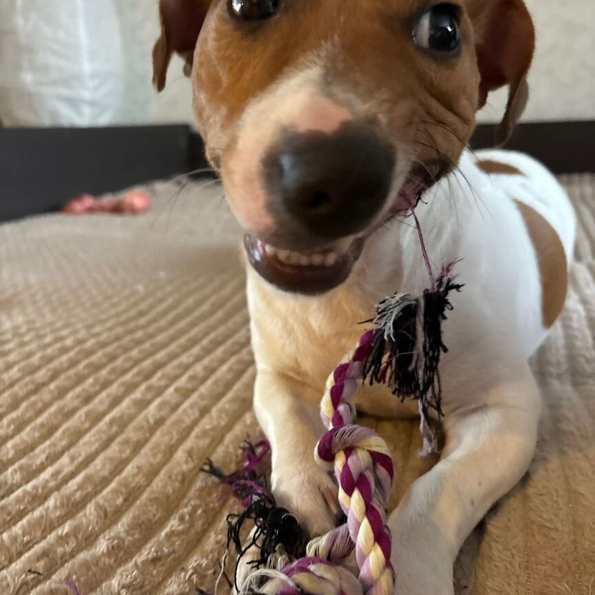 Джек рассел терьер