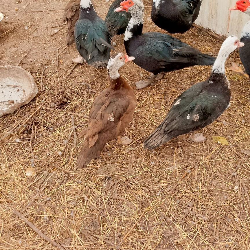 Мускусные утки