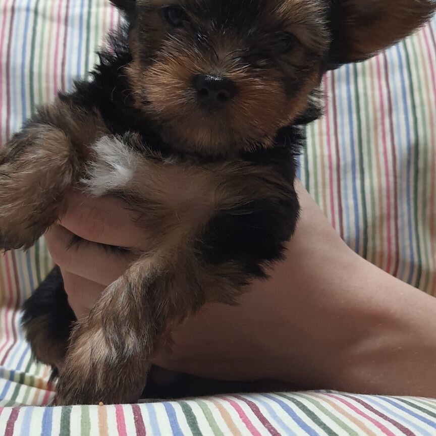 Йоркширский терьер щенки
