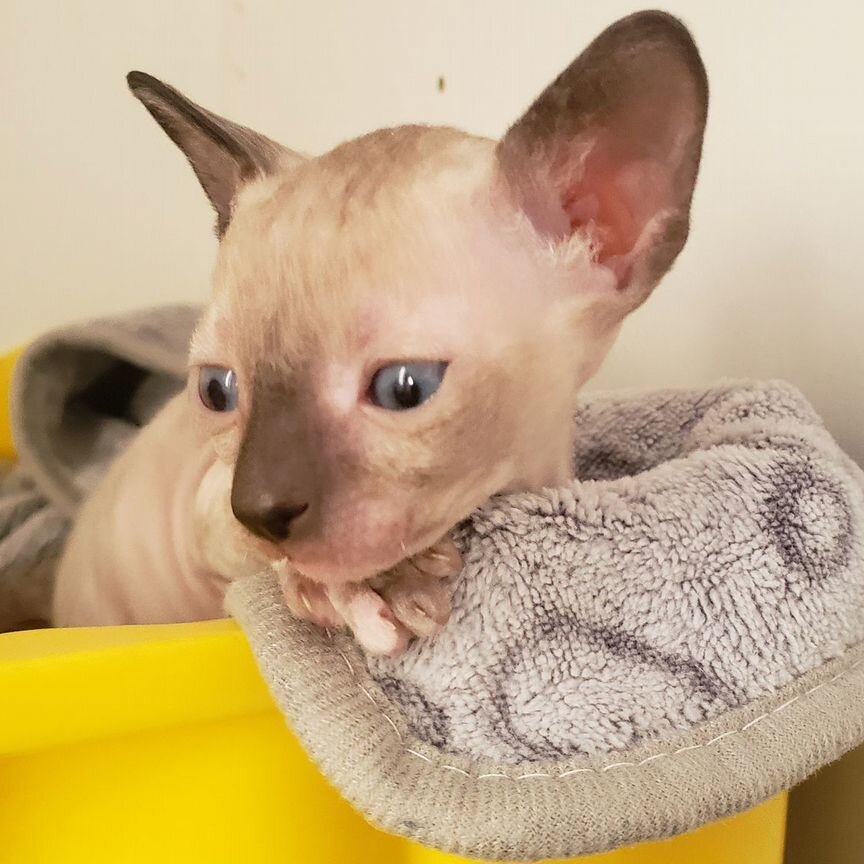 Корниш-рекс котёнок