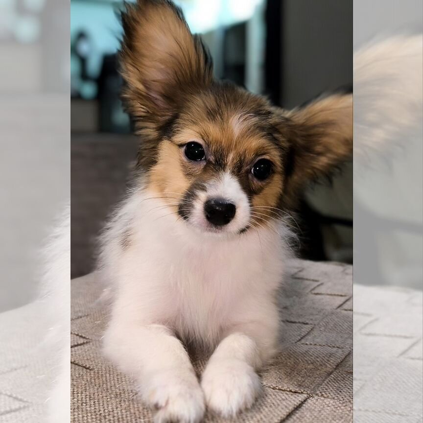 Континентальный той-спаниель папильон, щенок