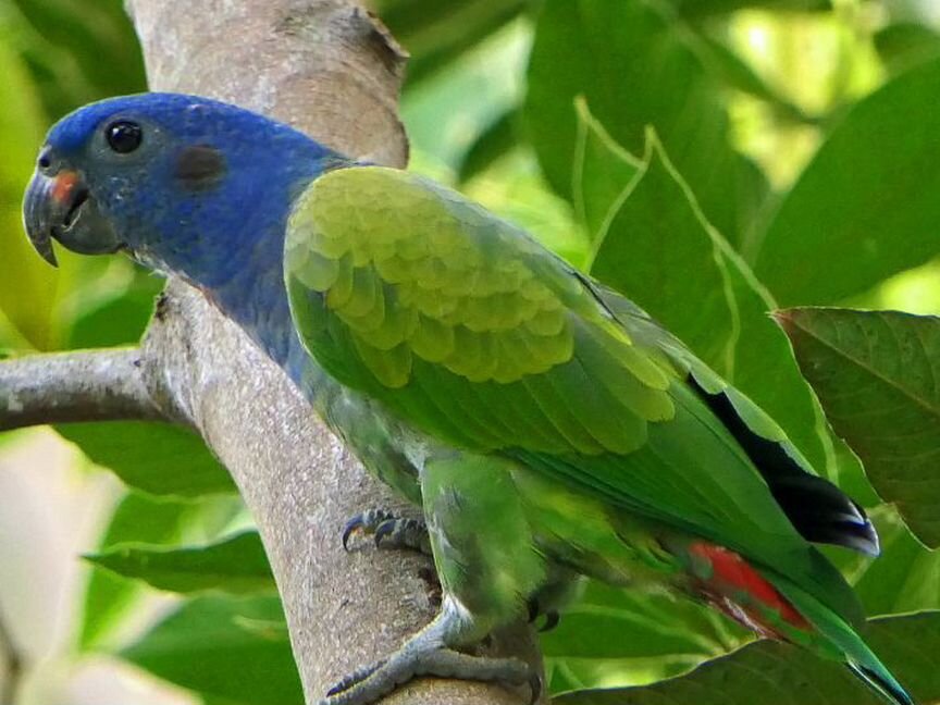 Попугай Синеголовый красногузый пионус (Pionus)