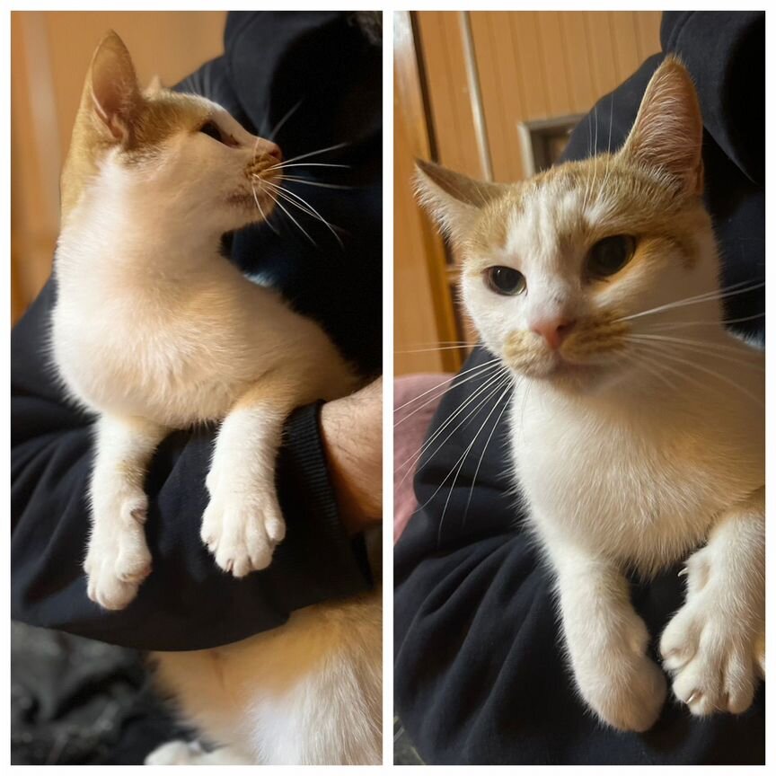 Рыжая кошечка в добрые руки