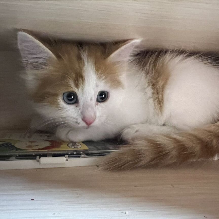 Рыжие котятки