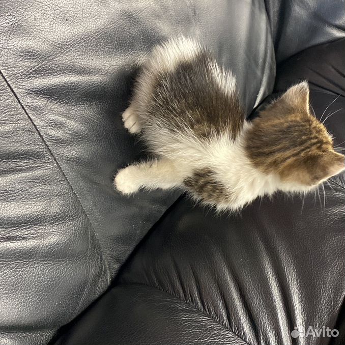 Котенок дворовой