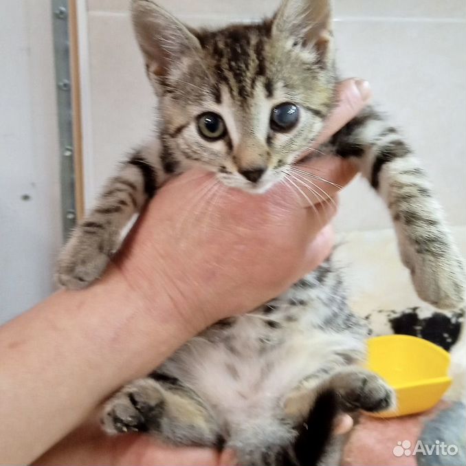 Котенок шпротик Питерский